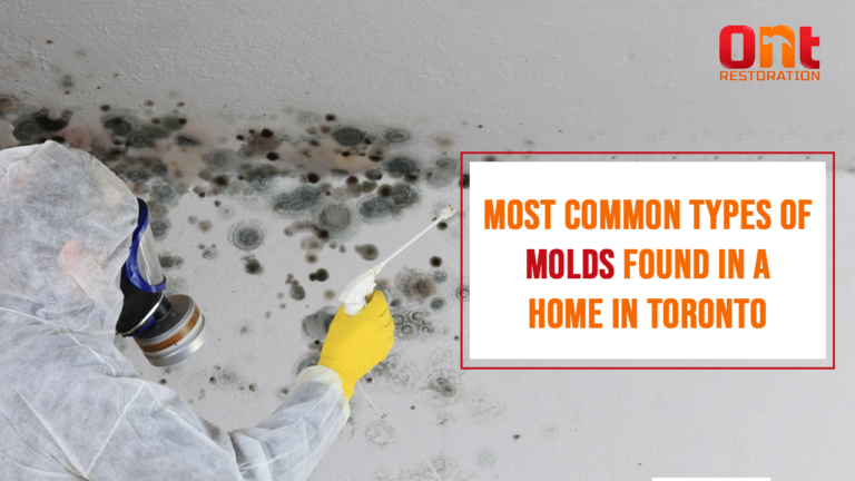 10 Most Common Types of Molds Found in A Home in Toronto - ONT