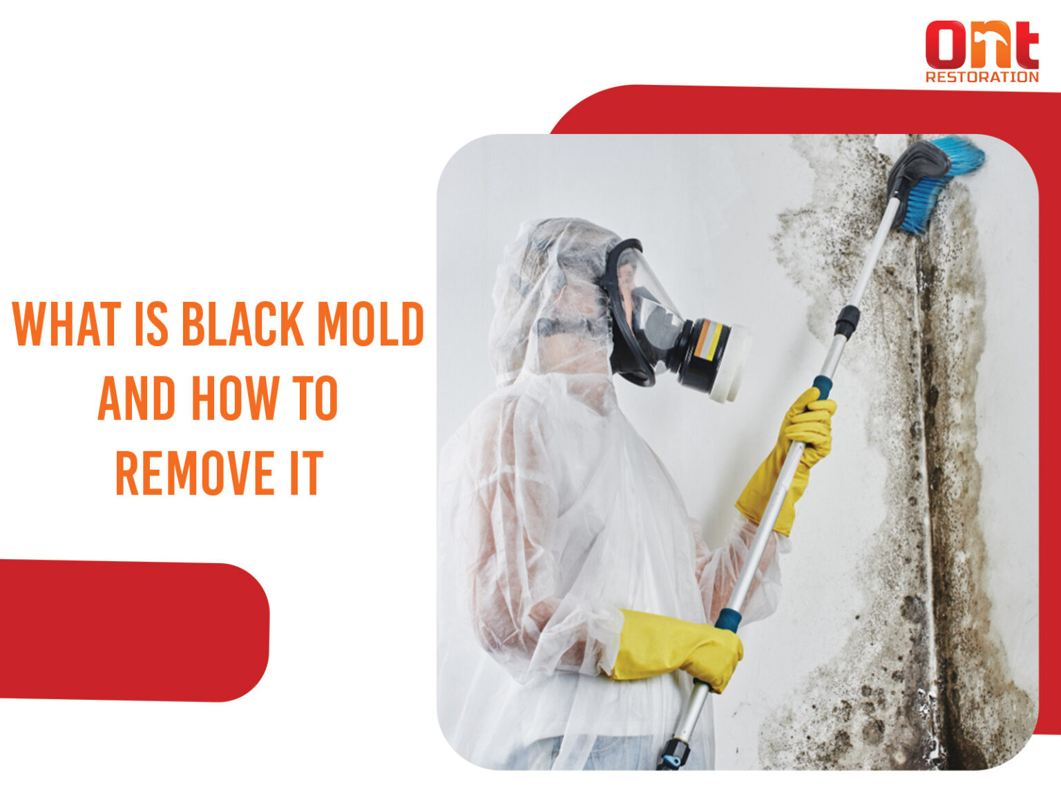 What is Black Mold, and How to Remove It? - ONT