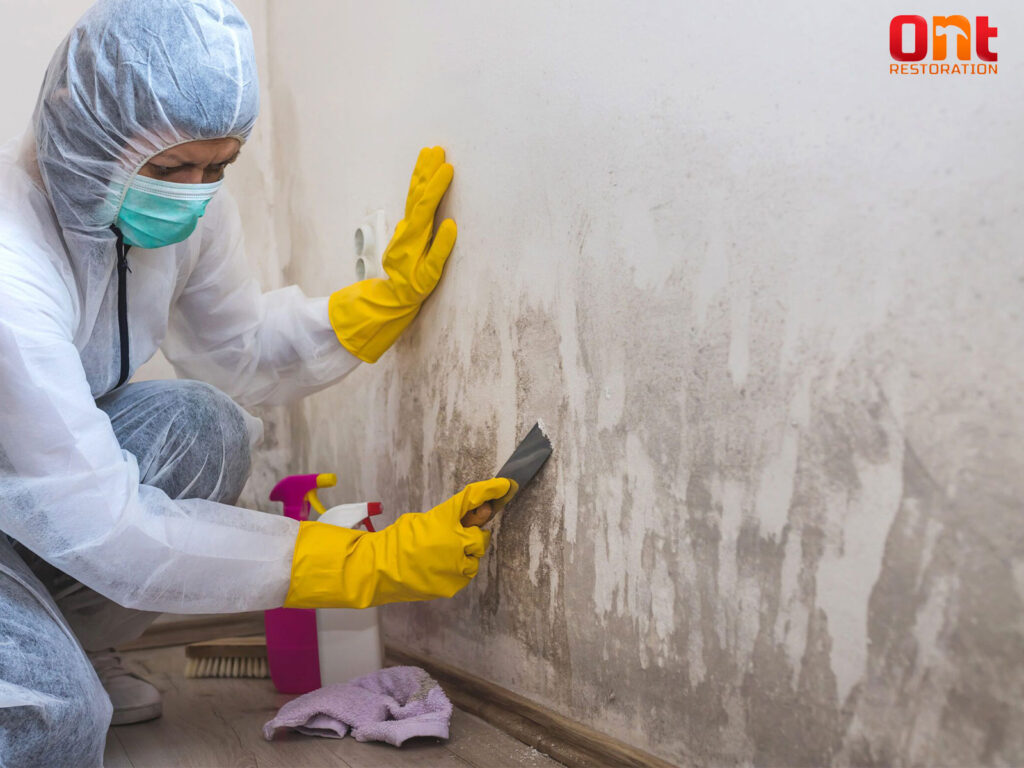 Mold : Common Types Found in Homes and Their Risks